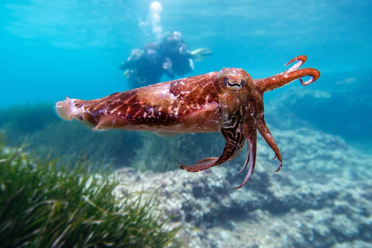 Octopuses could be the future rulers of the planet: how and when?