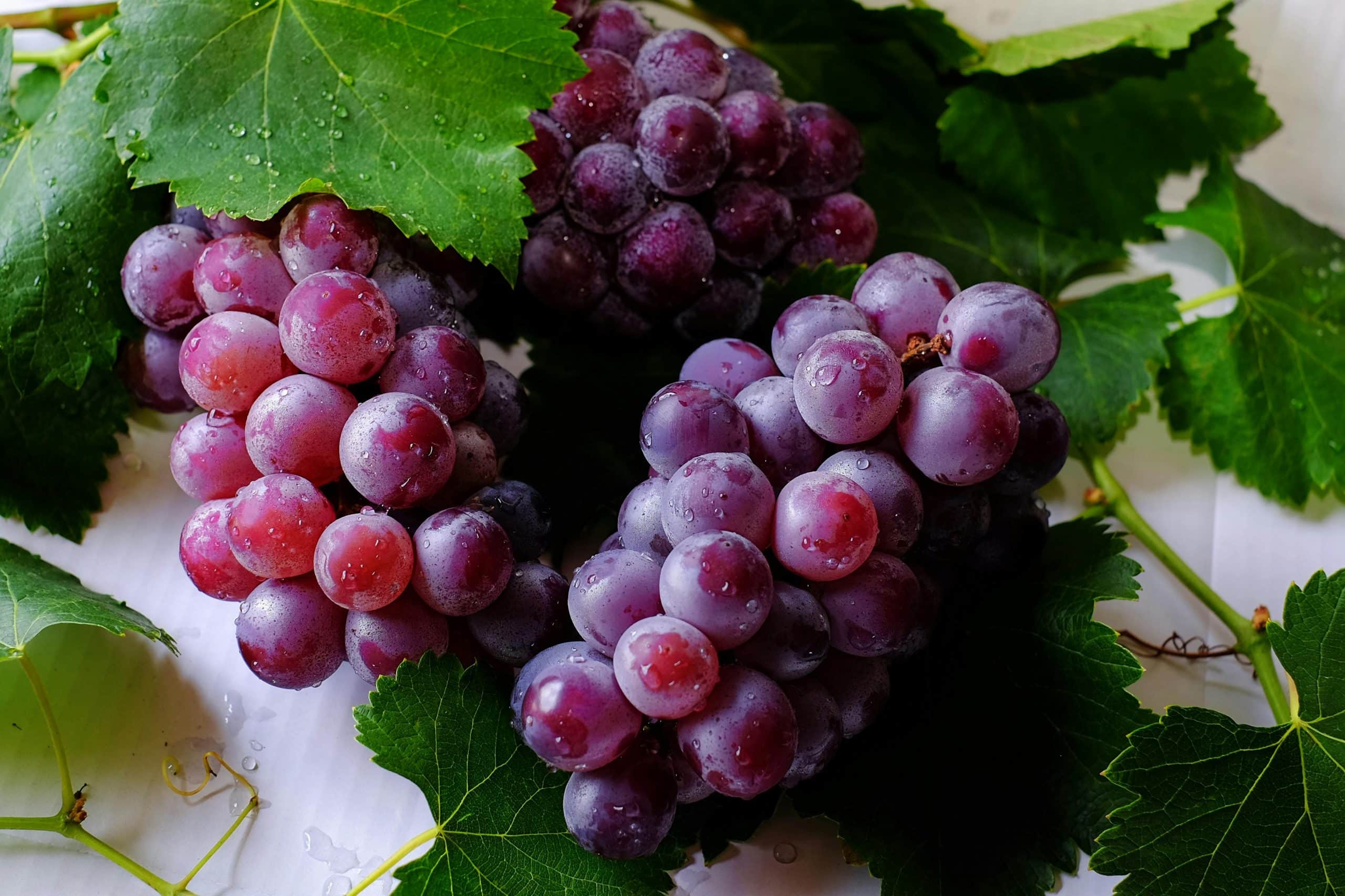 Grape waste is transformed into containers that are more resistant than ...