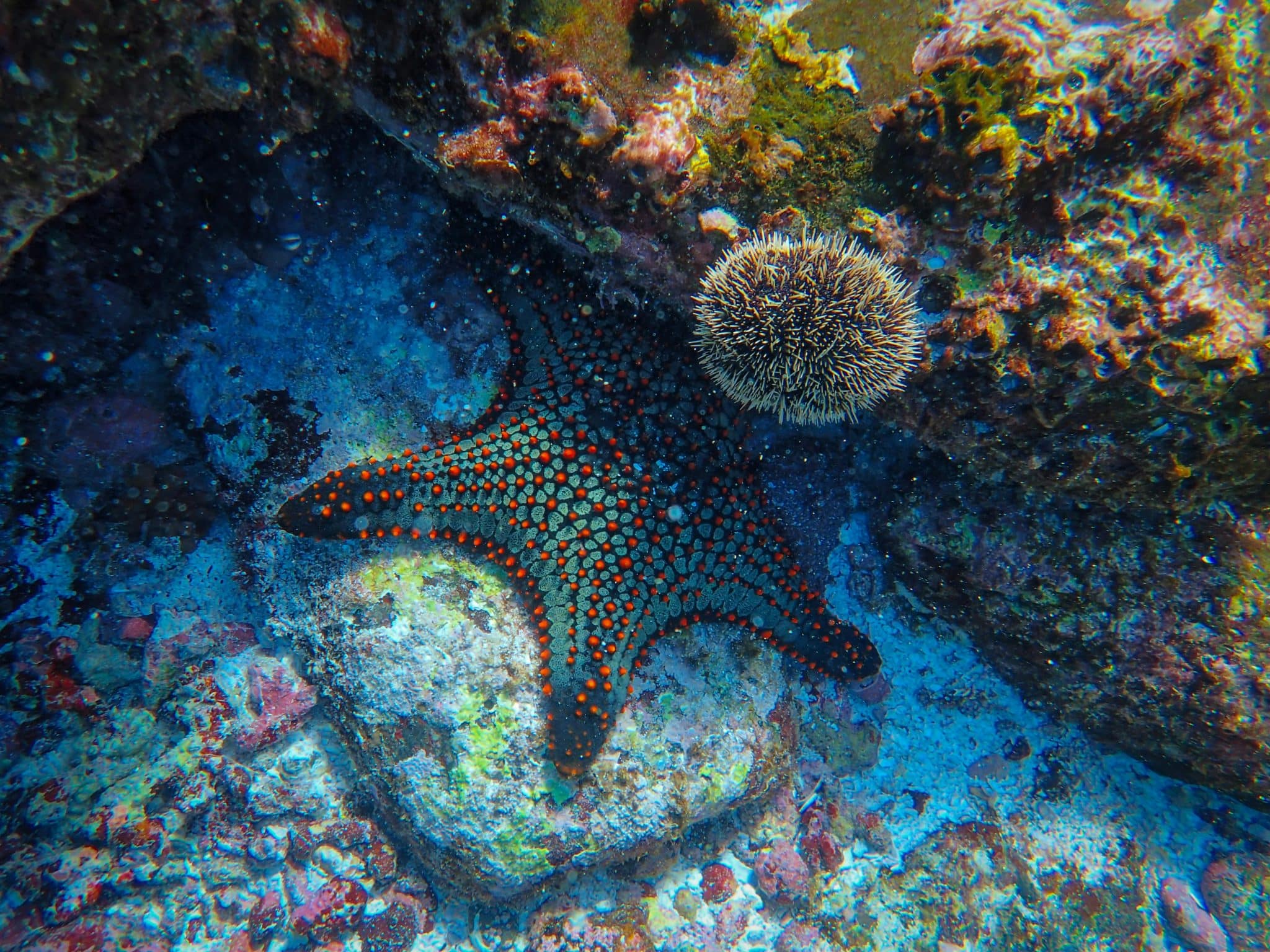 Coral reefs have set the pulse of Earth's climate for 250 million years